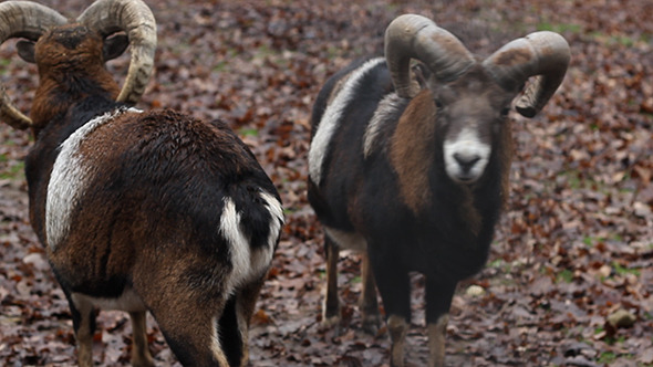 Two Mouflons, Stock Footage | VideoHive