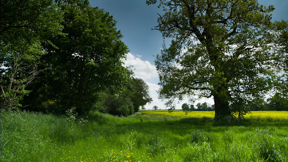Beautiful Tree English Countryside Field, Stock Footage | VideoHive
