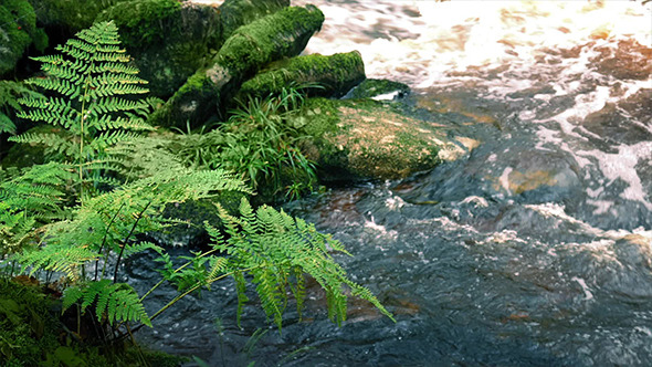 Ferns By River, Stock Footage | VideoHive