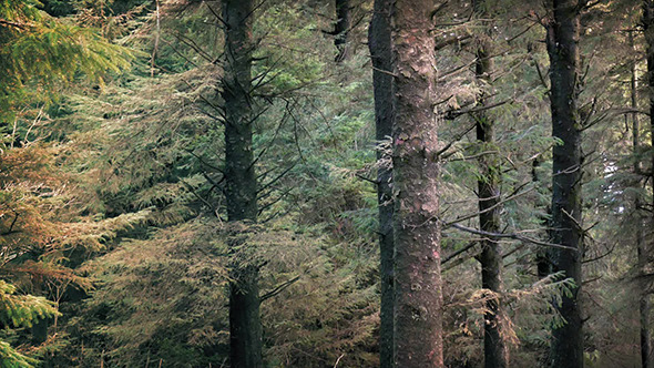 Tall Trees In Evergreen Forest, Stock Footage | VideoHive