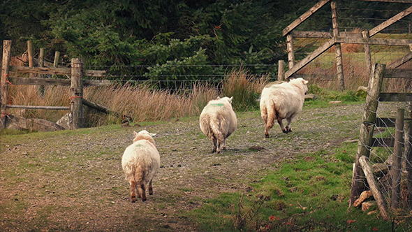 Sheep Walking Up Slope In Afternoon Light, Stock Footage | VideoHive