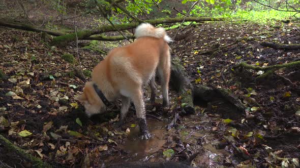 Hunting Dog Sniffing Footsteps, Stock Footage | VideoHive