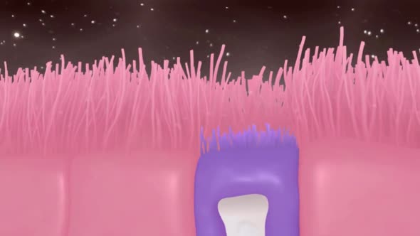 3D Microbiology Animation of the immune system, Motion Graphics | VideoHive