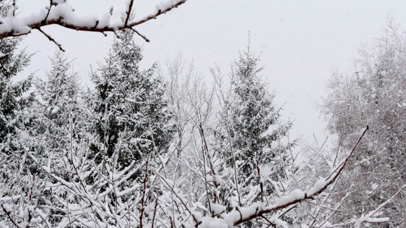 Snow Falling In A Forest Winter Storm, Stock Footage | VideoHive