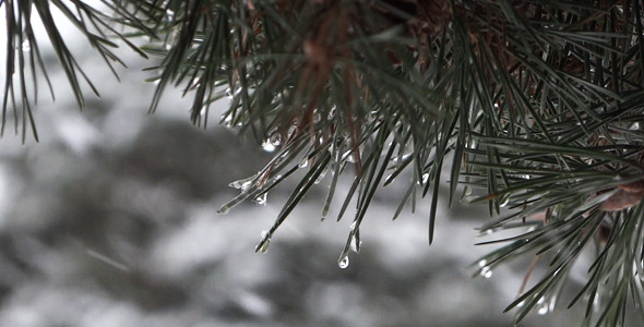 Winter Pine in Snow Fall, Stock Footage | VideoHive