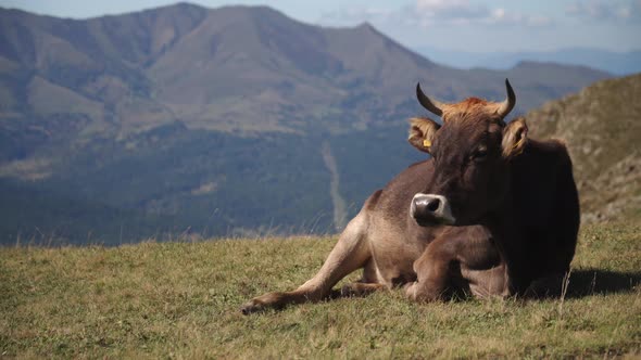 Cow Chilling At The Top Of A Mountain, Stock Footage | VideoHive