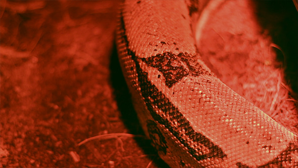 Crawling Python Muscles, Stock Footage | VideoHive