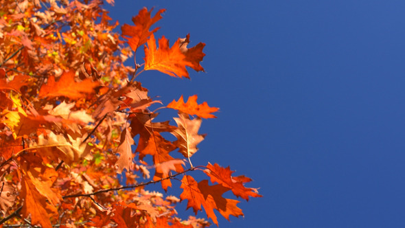 Autumn Foliage and Blue Sky, Stock Footage | VideoHive