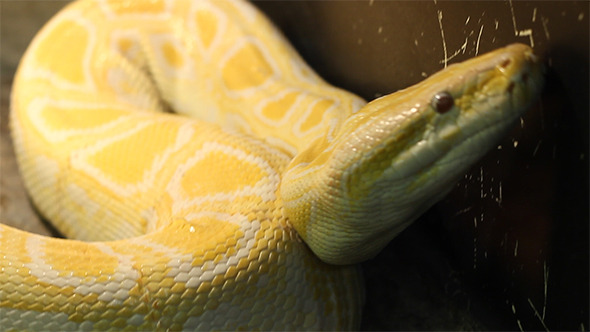 Big Burmese Python, Stock Footage | VideoHive