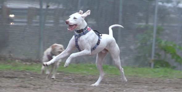 Dog, Stock Footage | VideoHive