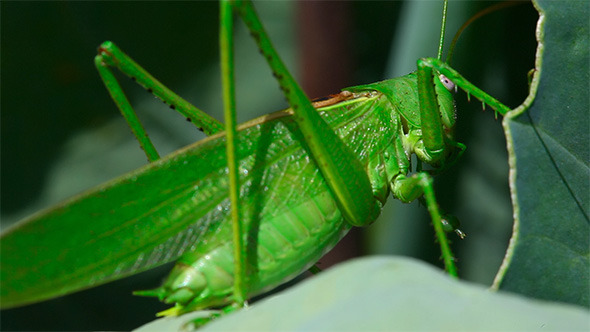 Green Locust, Stock Footage | VideoHive