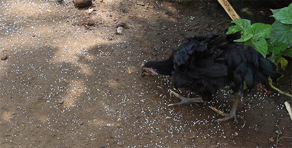 Black Chicken Eating Seeds, Stock Footage | VideoHive