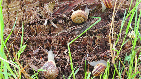 Snails In Grass, Stock Footage | VideoHive