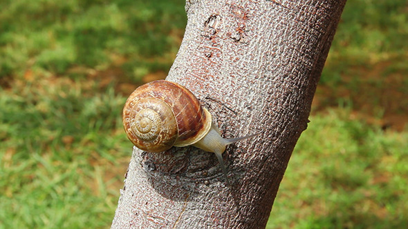 Snail On Tree, Stock Footage | VideoHive