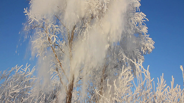 Beautiful Ice Winter Tree And Snow Falling, Stock Footage | VideoHive