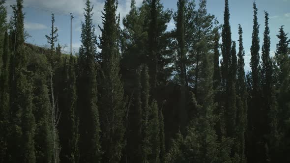 Aerial view of cypress trees in Greece., Stock Footage | VideoHive