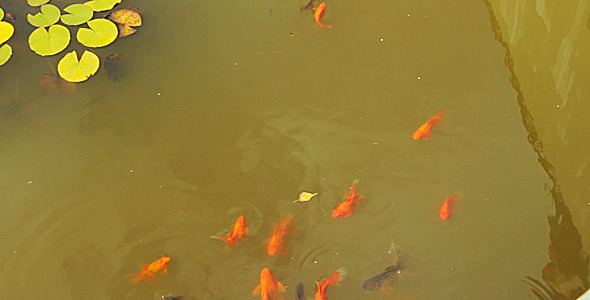 Autumn Fish, Stock Footage | VideoHive