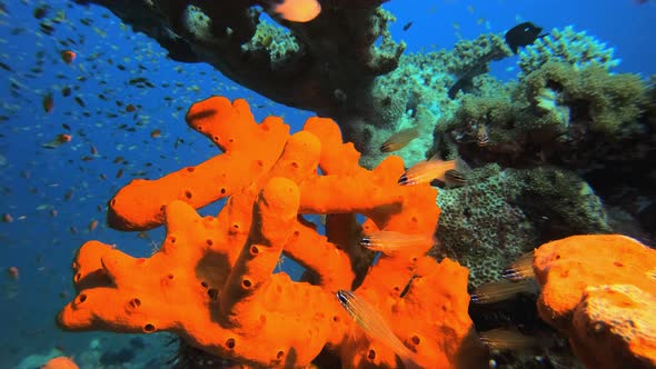 Underwater Red Sponge and Colorful Fish, Stock Footage | VideoHive