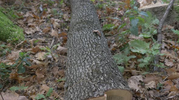 Cutted tree in the forest 4K 2160p UHD video - Tree laying down on the ...