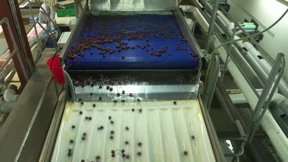 Cherry Factory. Close up, packing, choosing, washing cherries, Stock ...