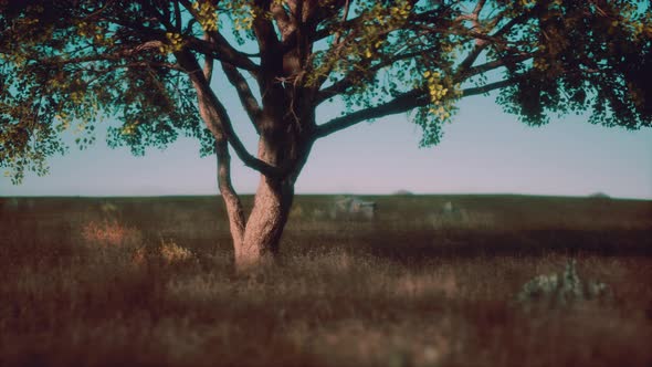 African Landscape with a Beautiful Big Tree, Motion Graphics | VideoHive