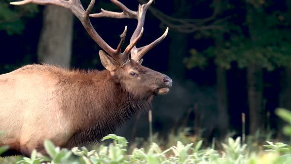 Bull Elk Walking and Breathing on a Cold Morning Video , Stock Footage