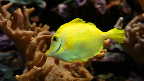 Fish, Stock Footage | VideoHive