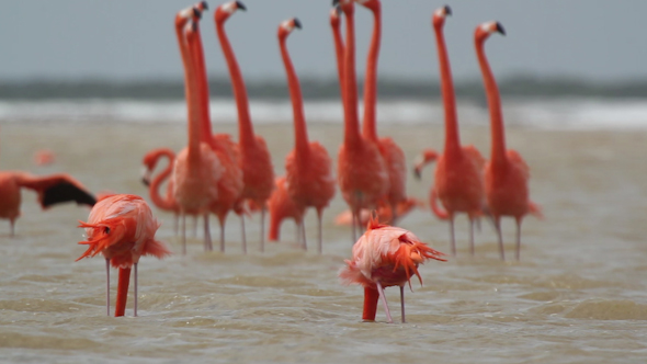 Pink Flamingo Mexico Wildlife Bird 21, Stock Footage | VideoHive