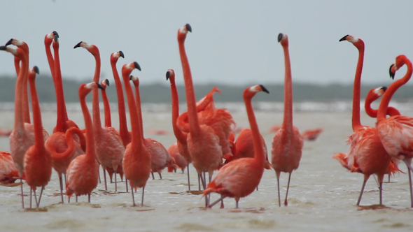 Pink Flamingo Mexico Wildlife Birds 10, Stock Footage | VideoHive