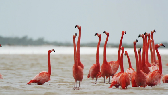 Pink Flamingo Mexico Wildlife Birds 5, Stock Footage | VideoHive