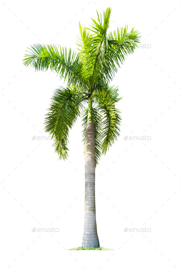 palm tree isolated Stock Photo by chuyu2014 | PhotoDune