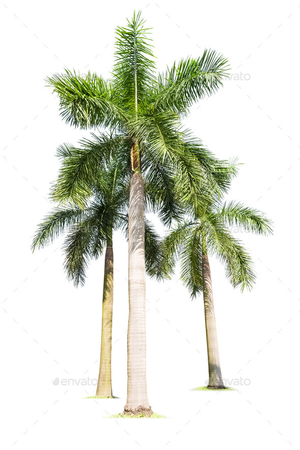 three palm trees isolated Stock Photo by chuyu2014 | PhotoDune