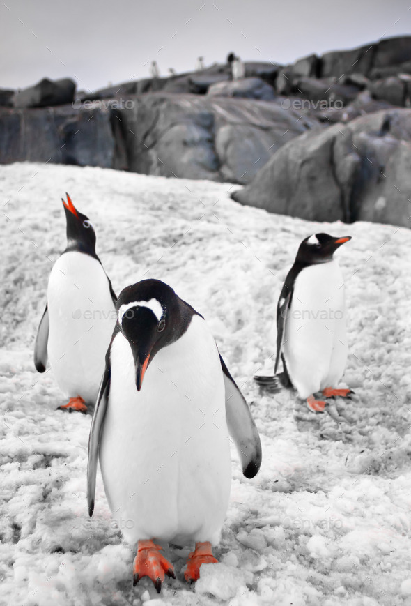 Three penguins Stock Photo by goinyk | PhotoDune