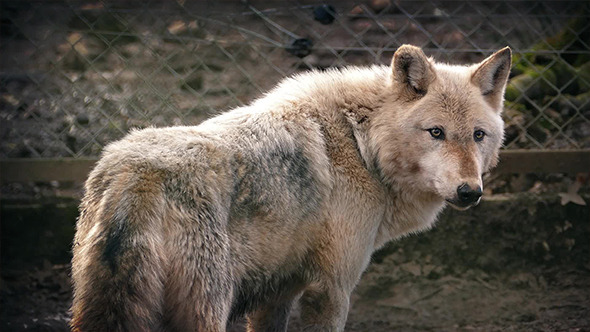 Wolf Looking Around In Sunlight, Stock Footage | VideoHive