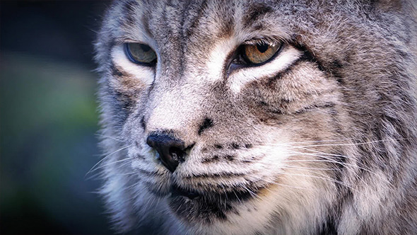 Big Cat Lynx In The Wild, Stock Footage | VideoHive