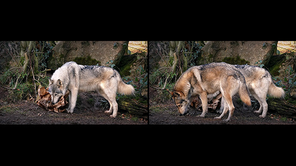 Wolves Scavenging Through Trash, Stock Footage | VideoHive