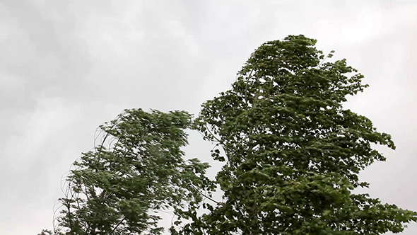 Trees In Strong Wind Under Storm Sky, Stock Footage | VideoHive