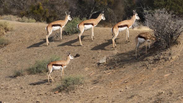 Springbok Antelopes In Natural Habitat , Stock Footage | VideoHive