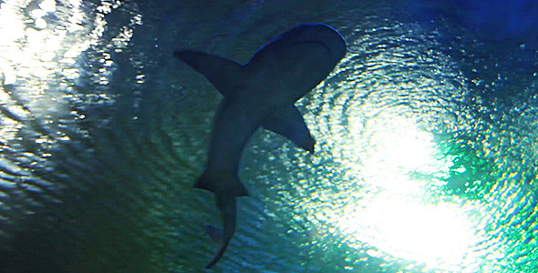 Shark is Approaching, Stock Footage | VideoHive