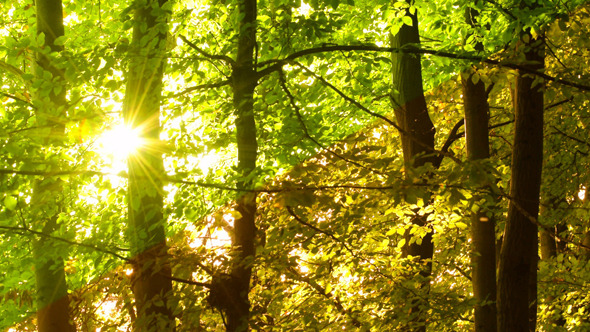 Tree & Sun (2 versions), Stock Footage | VideoHive