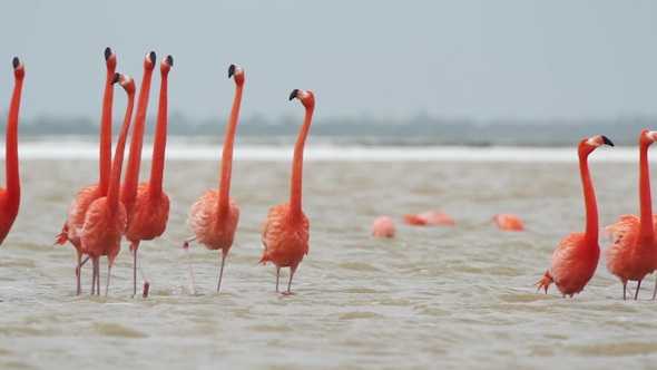 Pink Flamingo Mexico Wildlife Birds 17, Stock Footage | VideoHive