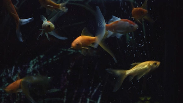 Goldfish, Stock Footage | VideoHive