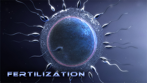 Fertilization, Motion Graphics | VideoHive