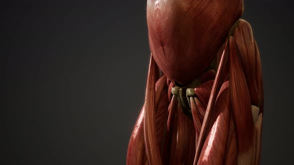 Muscular System of Human Body Animation, Motion Graphics | VideoHive