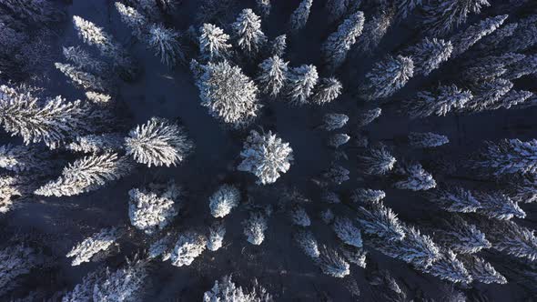 Cinematic Aerial View of a Cold Snowcovered Forest at the Top of a Hill ...
