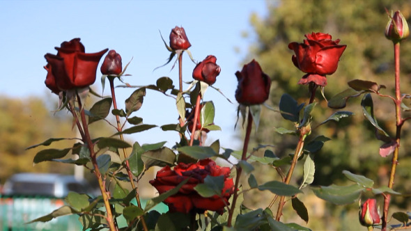 Beautiful Burgundy Roses Swaying in The Wind, Stock Footage | VideoHive
