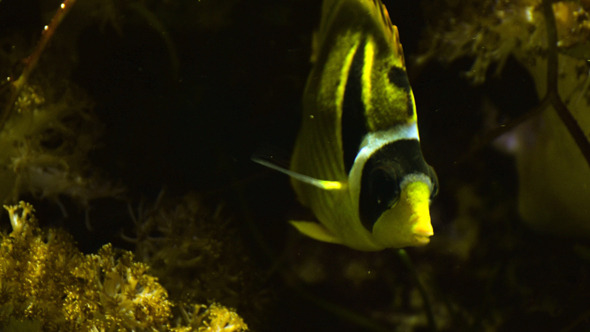 Fish, Stock Footage | VideoHive