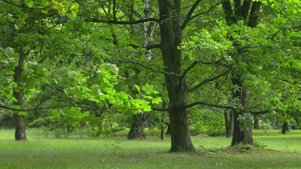 Tree & Wind , Stock Footage | VideoHive