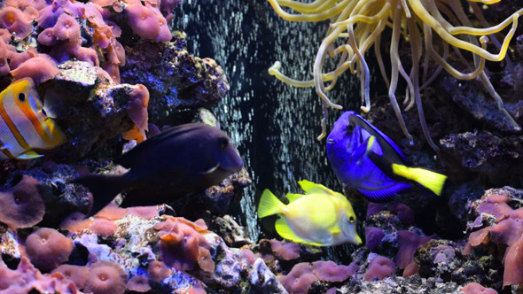 Fish, Stock Footage | VideoHive