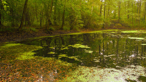 Forest & Pond, Stock Footage | VideoHive